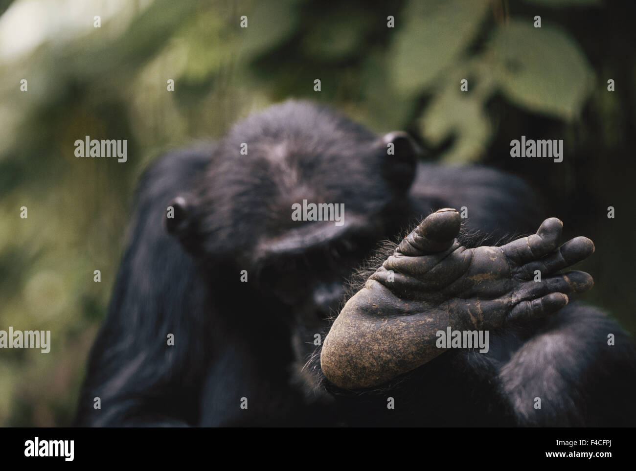 Tanzania, Gombe Stream National Park, Chimpanzee foot, close-up. (Large ...