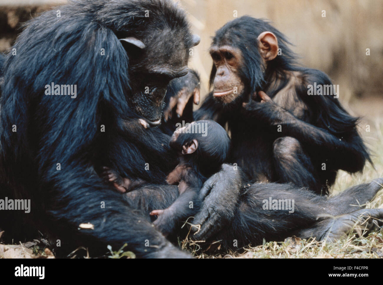 Tanzania, Gombe Stream National Park, Chimpanzee family. (Large format ...