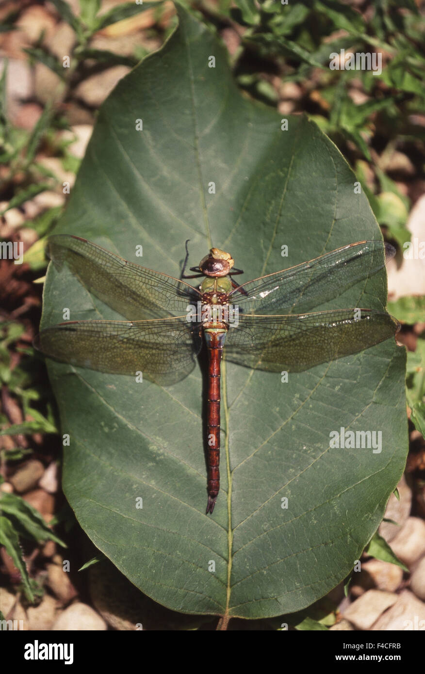 Tanzania, Gombe Stream National Park, dead dragonfly. (Large format ...