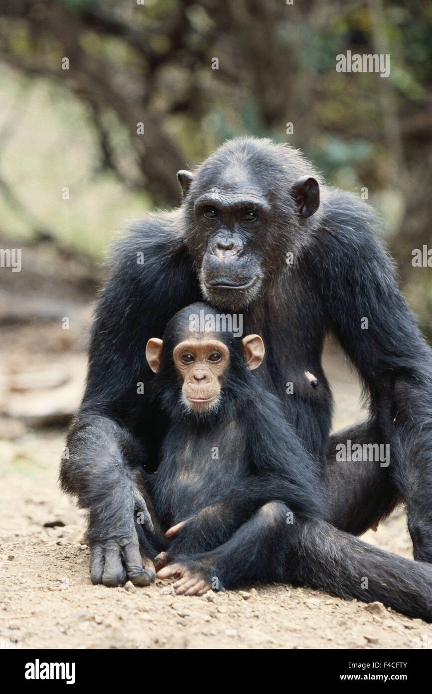 Tanzania, Gombe Stream National Park, Mother Chimp and her child ...