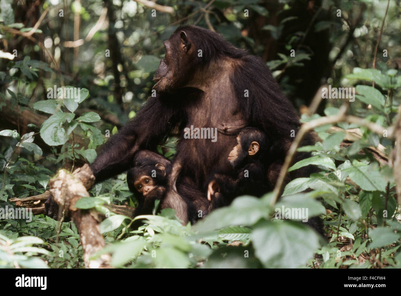 Tanzania, Gombe Stream National Park, Mother chimpanzee with twins ...