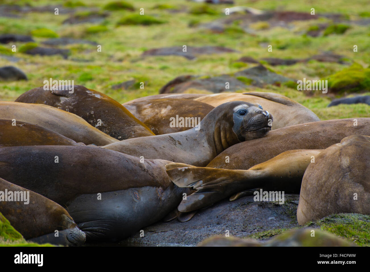 Molting southern elephant seal hi-res stock photography and images - Alamy