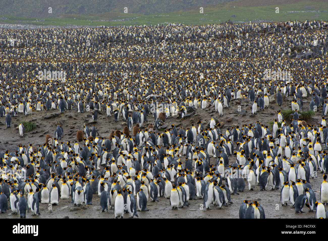 South Georgia. Saint Andrews. View of the huge king penguin ...