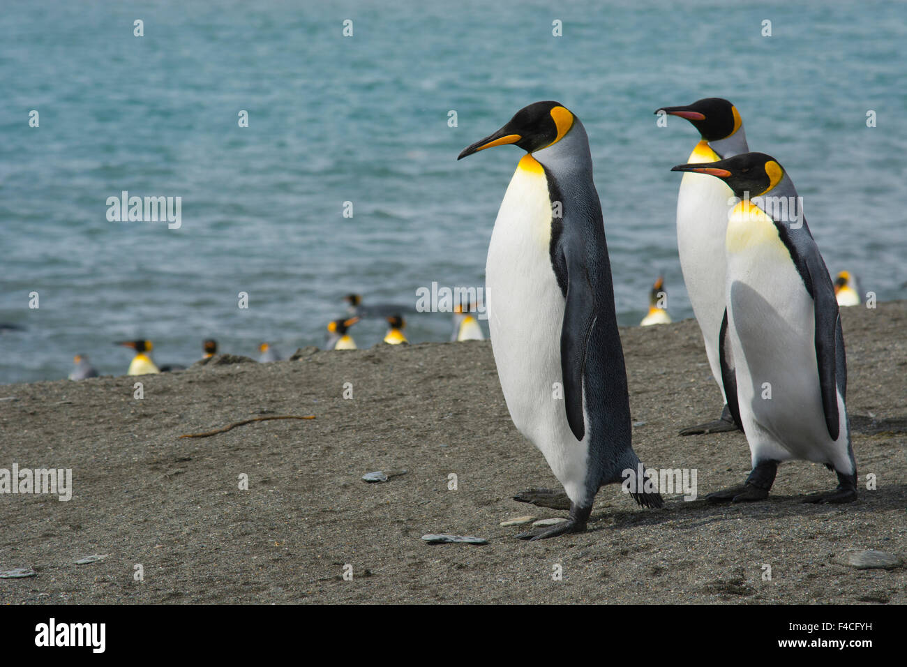 South Georgia. Saint Andrews. King penguins on the beach Stock Photo ...