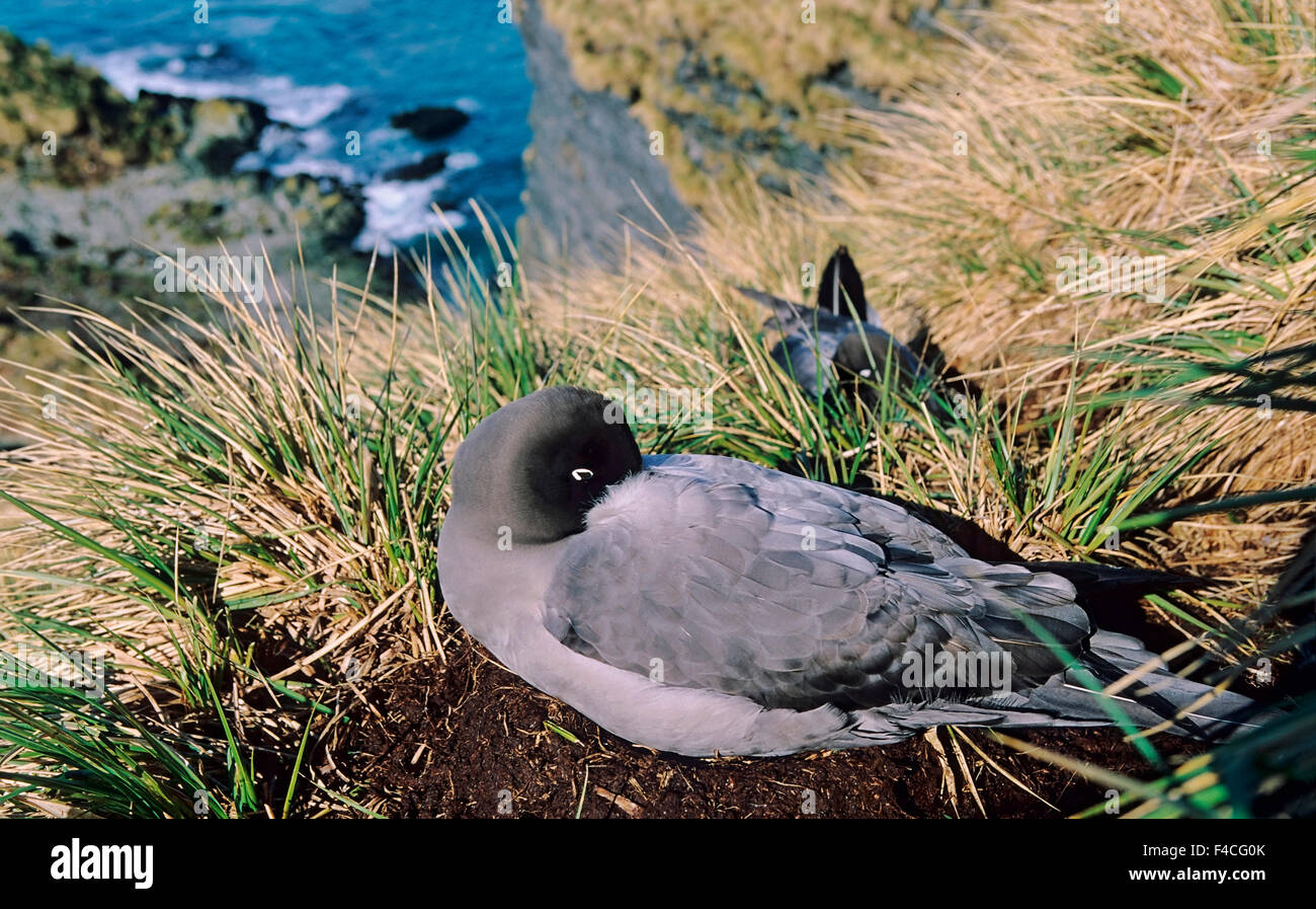 Light-mantled Albatross (Phoebetria palpebrata) breeding in small ...
