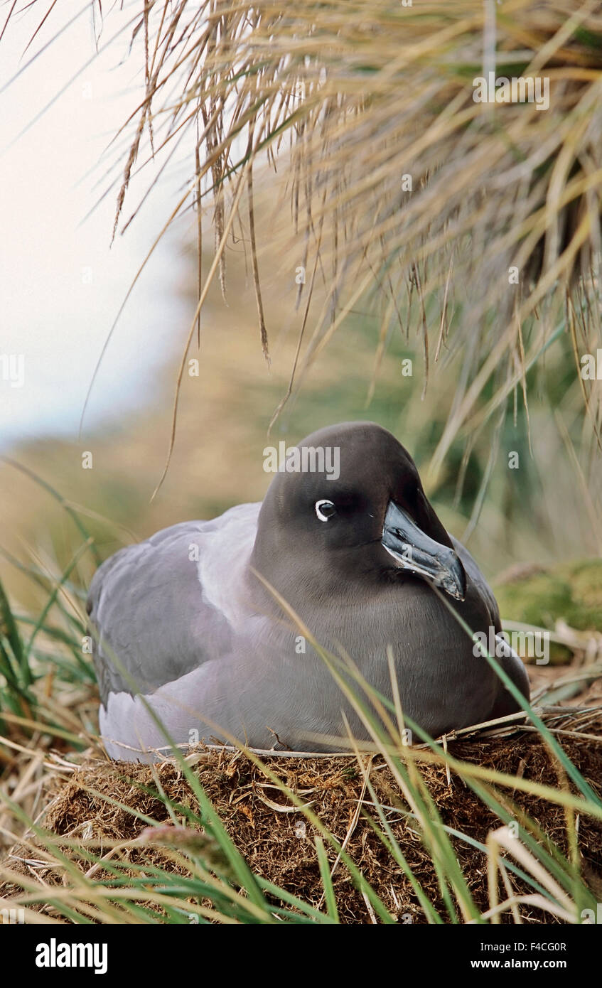 Light-mantled Albatross (Phoebetria palpebrata) breeding in small ...