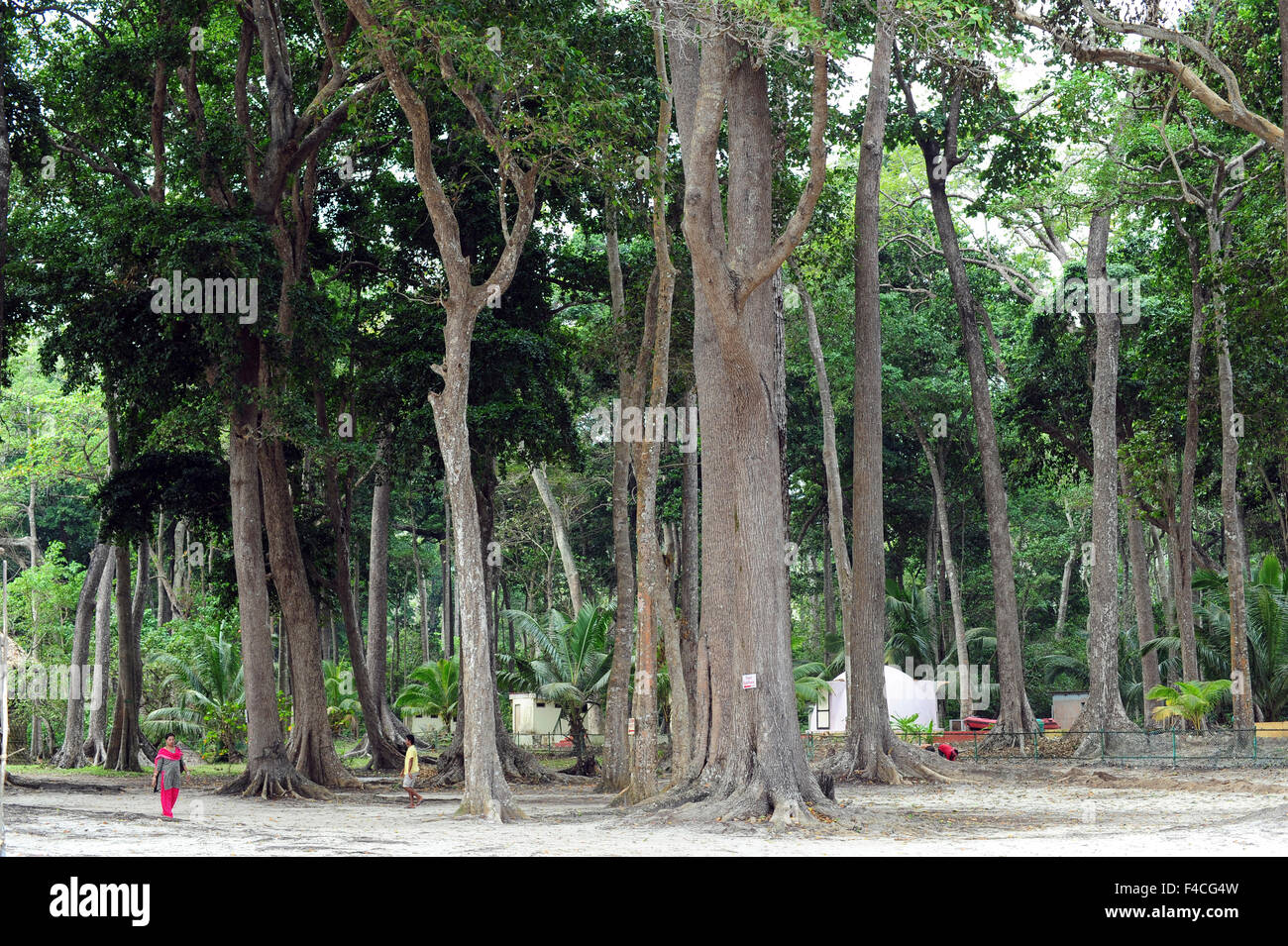 India, Andaman Islands, Havelock, high trees in front of beach number 7 ...