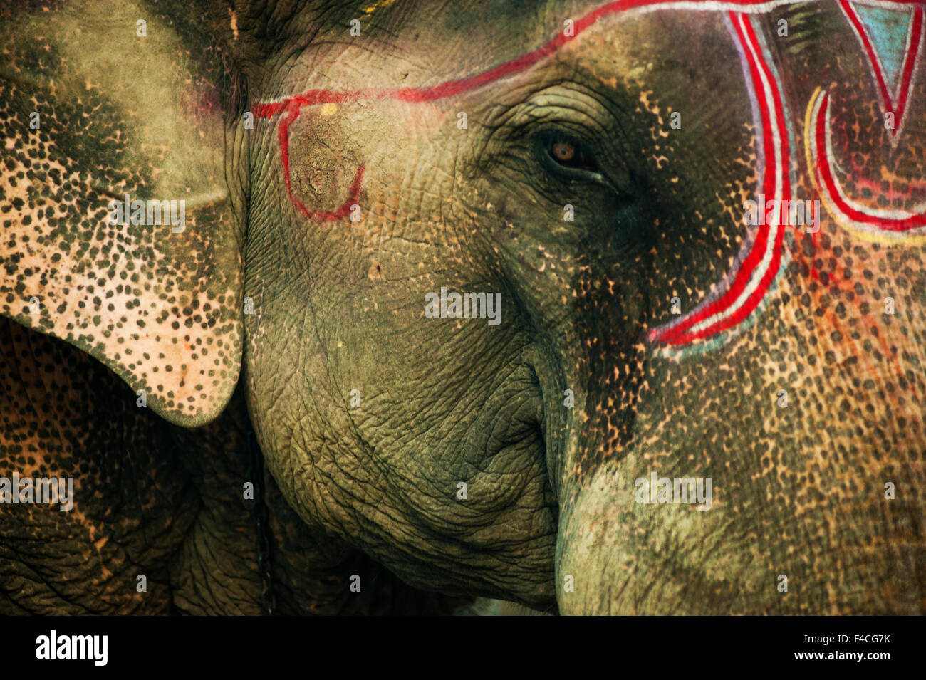 India, Bihar, Patna, Sonepur, Sonepur Mela Cattle Fait (largest in Asia ...