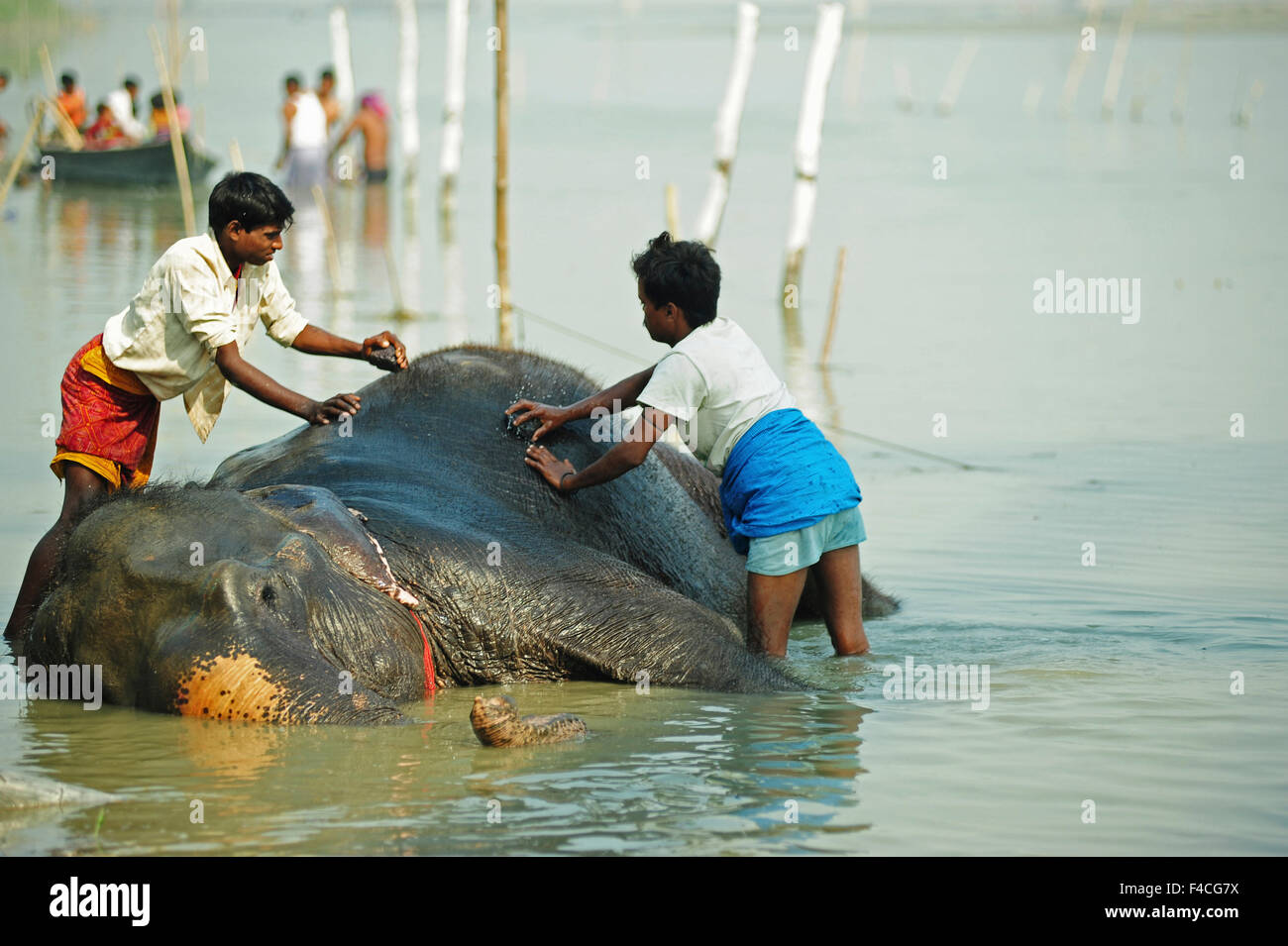 India, Bihar, Patna, Sonepur, Sonepur Mela Cattle Fait (largest in Asia ...