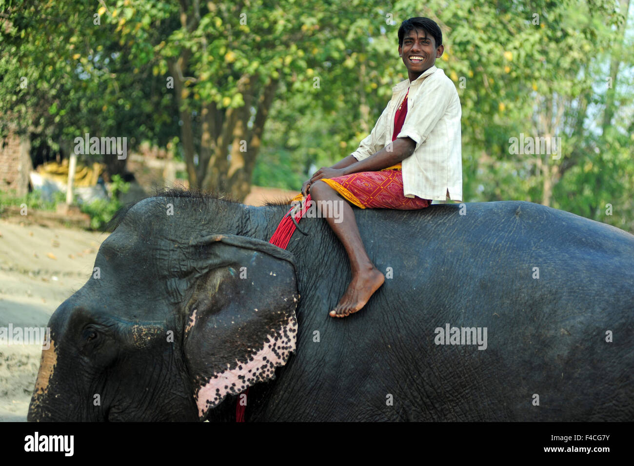 India, Bihar, Patna, Sonepur, Sonepur Mela Cattle Fait (largest in Asia ...
