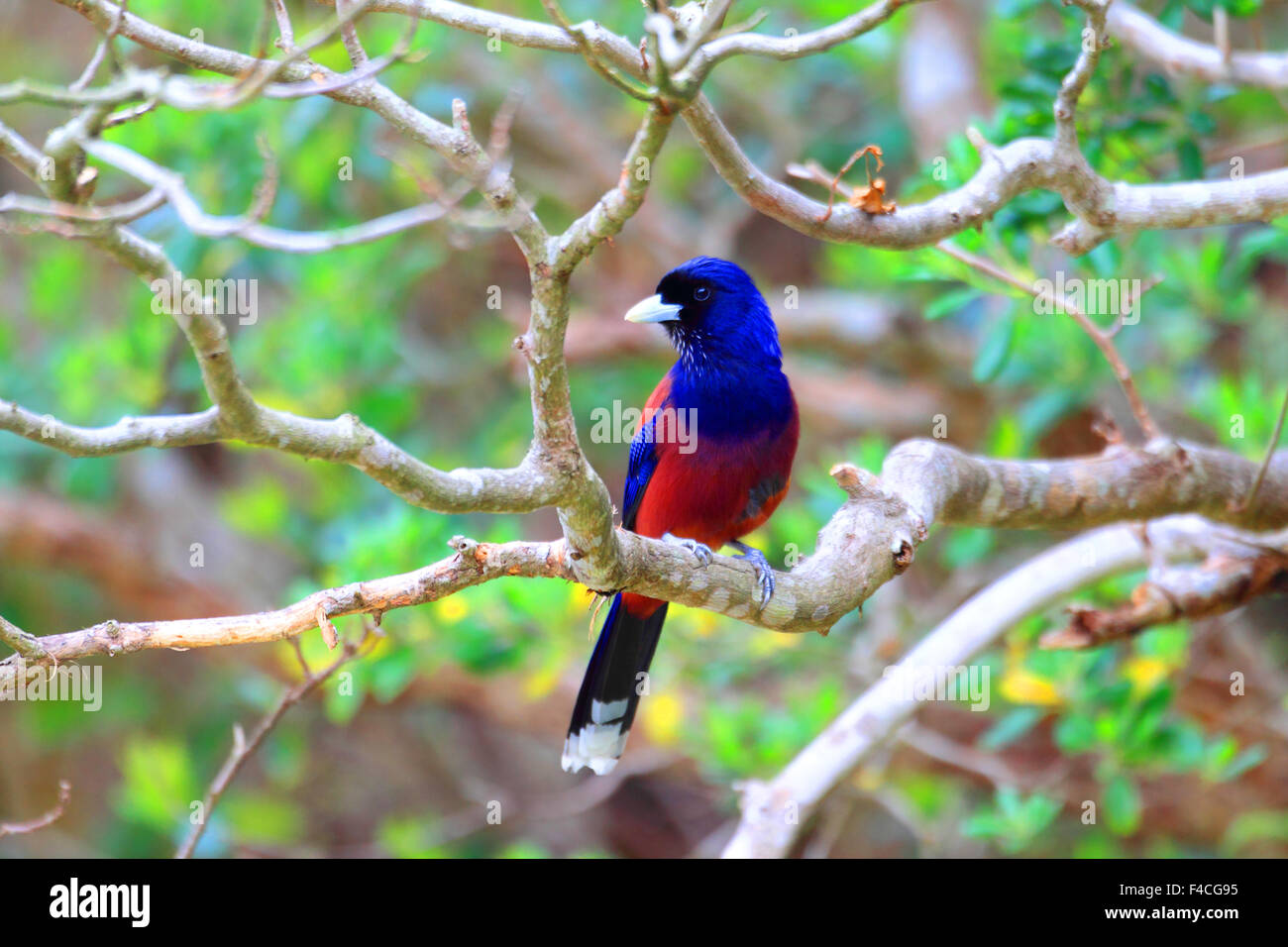 Lidth's jay (Garrulus lidthi) in Amami Island, Japan Stock Photo - Alamy