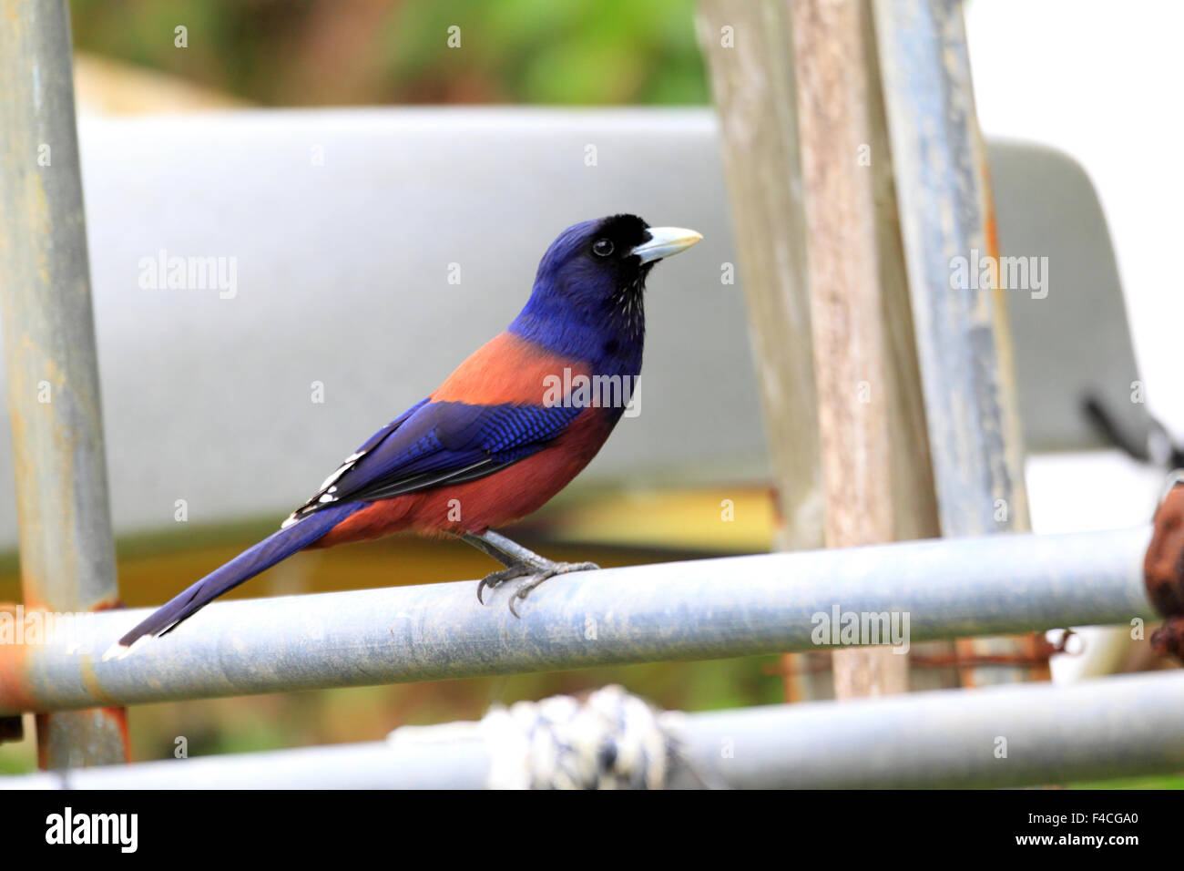Lidth's jay (Garrulus lidthi) in Amami Island, Japan Stock Photo - Alamy