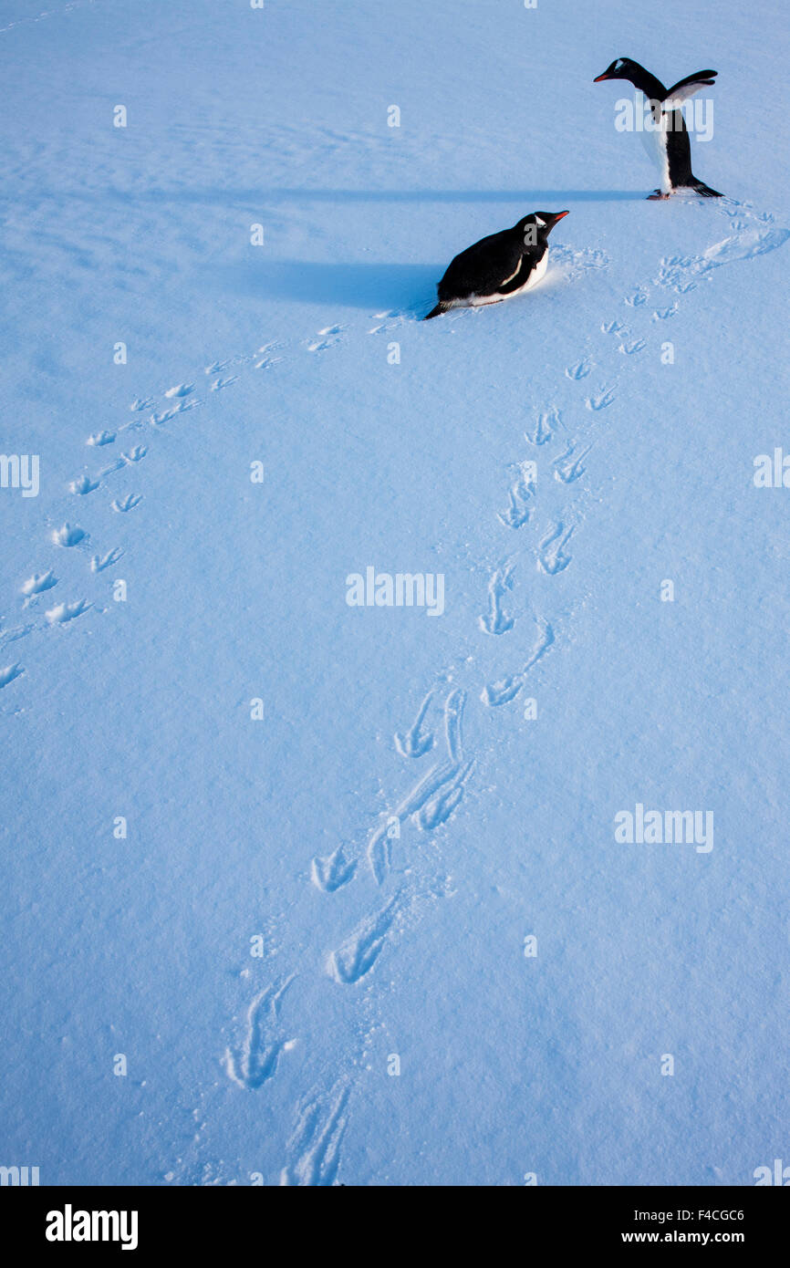 Penguin footprints hi-res stock photography and images - Alamy