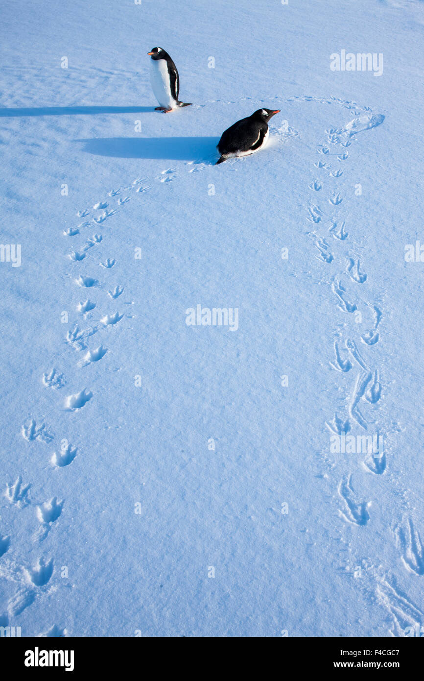 Antarctica, Anvers Island, Gentoo Penguins (Pygoscelis papua) resting ...