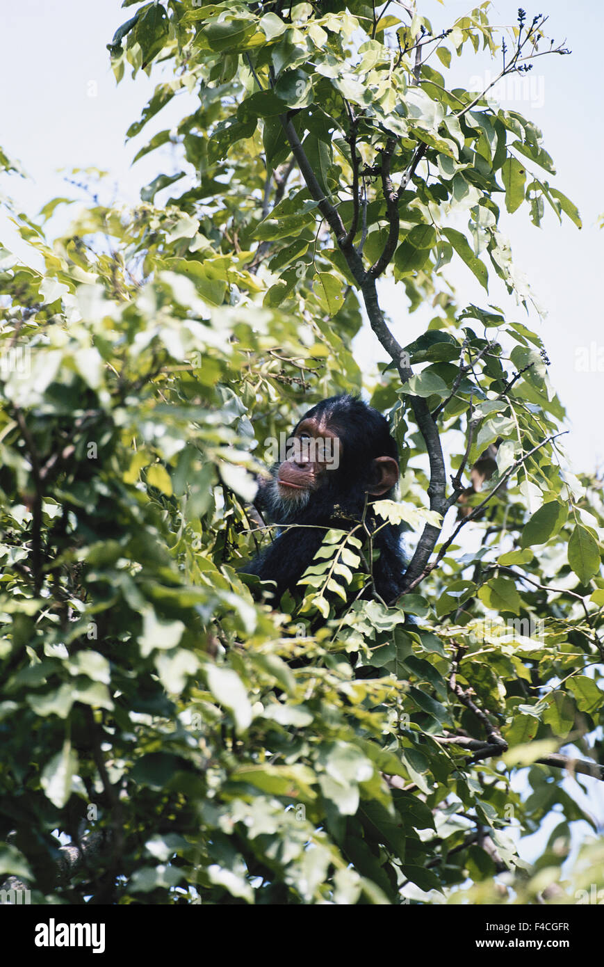 Tanzania, Gombe Stream National Park, Young chimpanzee hiding in tree ...