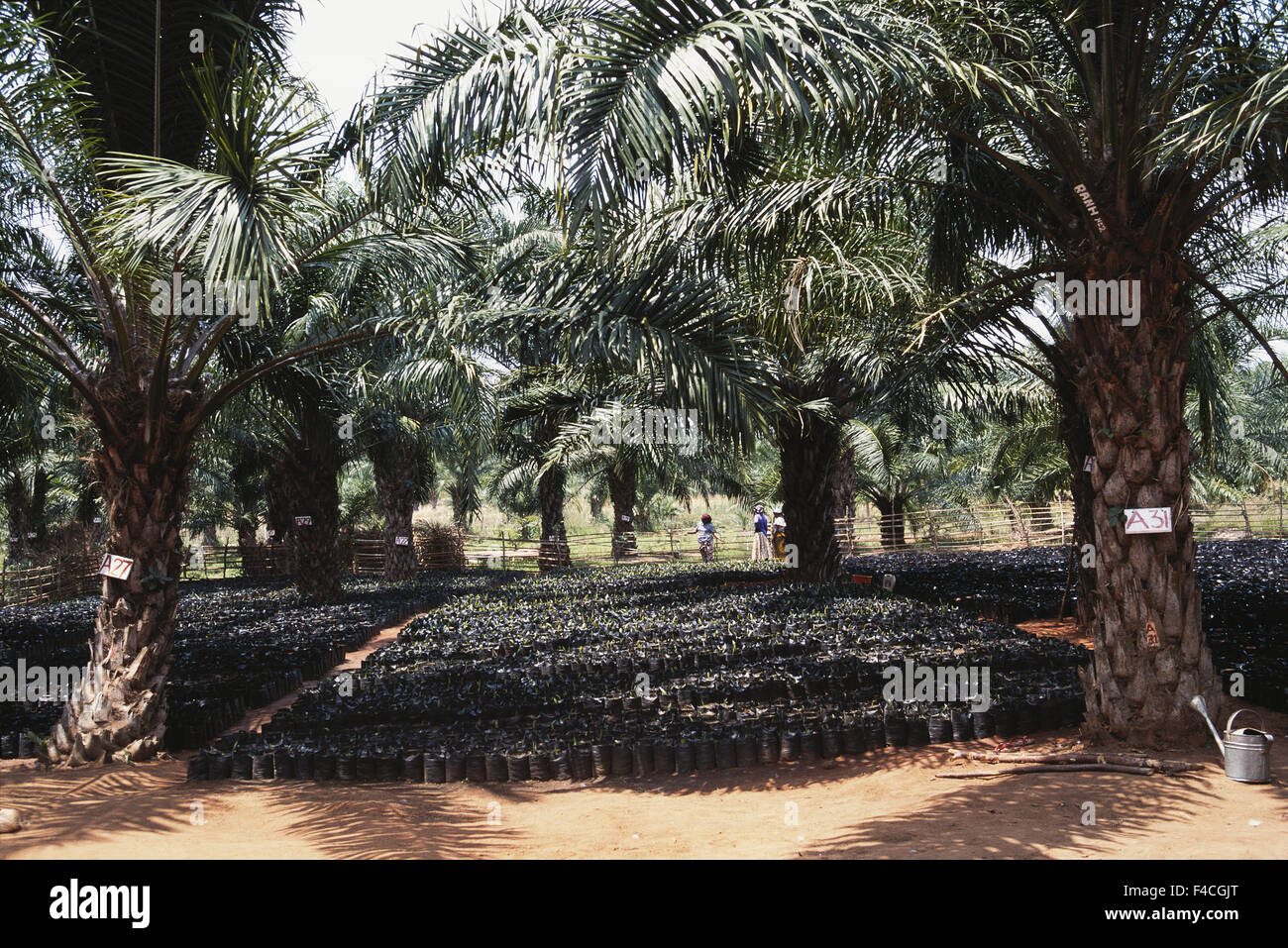 Tanzania, Ujiji, Hybridized Oil Palm Seedlings. (Large format sizes ...
