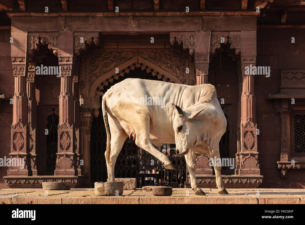 India, Rajasthan, Jodhpur. Holy cow dancing outside Ghanta Ghar Clock ...