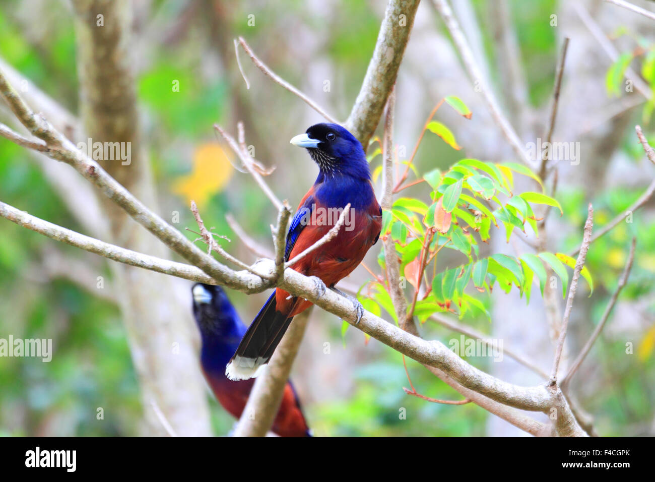 Lidth's jay (Garrulus lidthi) in Amami Island, Japan Stock Photo - Alamy