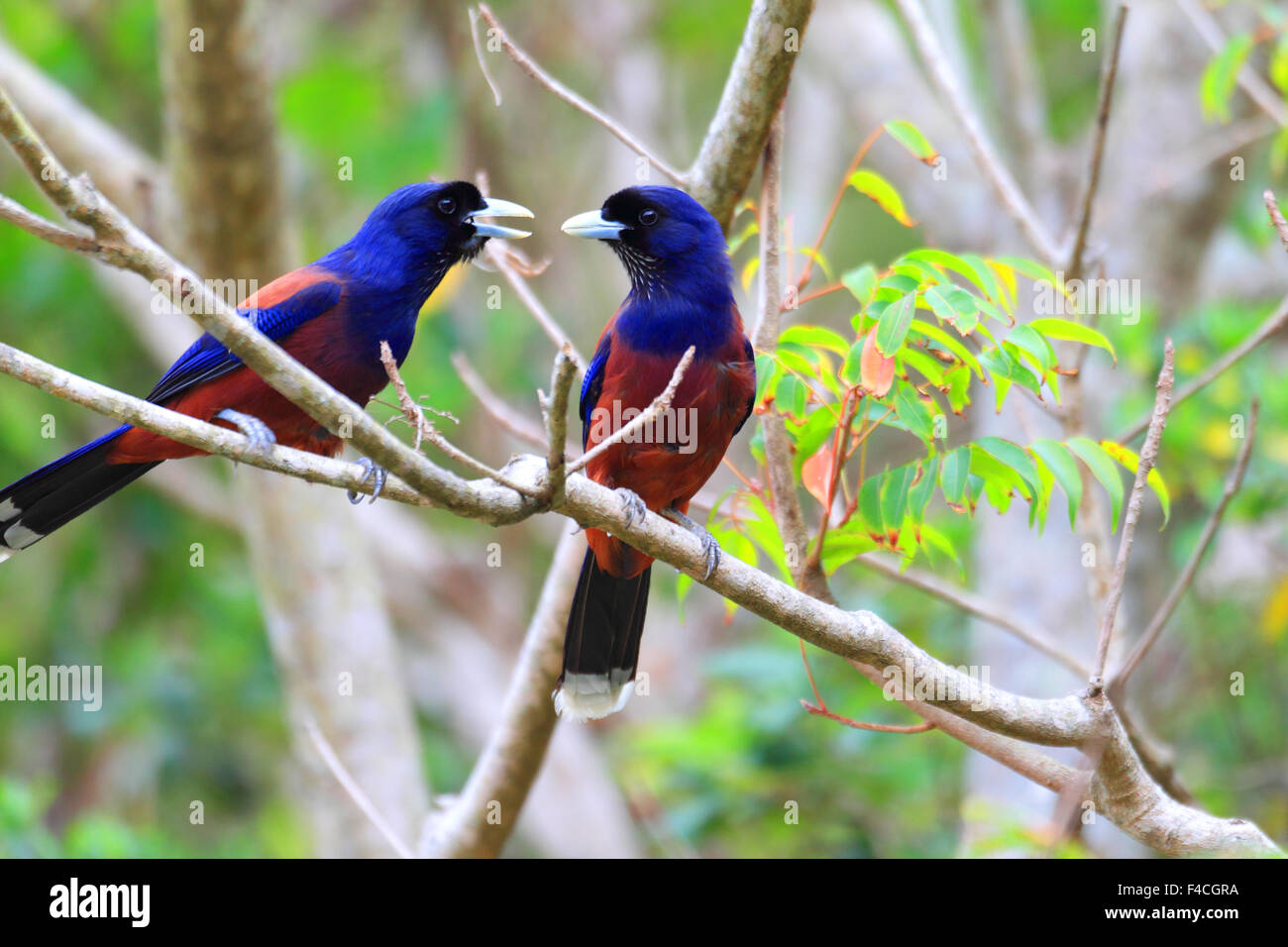 Lidth's jay (Garrulus lidthi) in Amami Island, Japan Stock Photo - Alamy