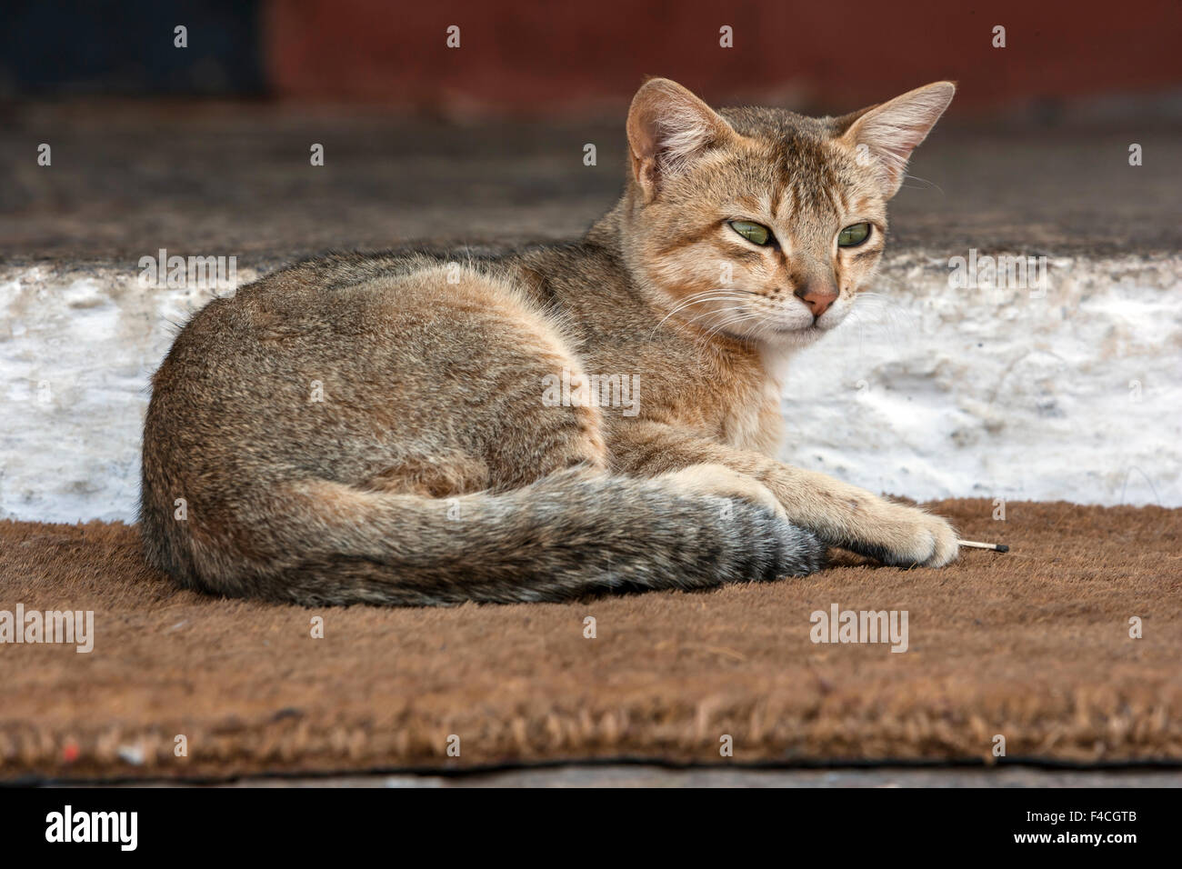 Domestic cat in trongza dzong hi-res stock photography and images - Alamy