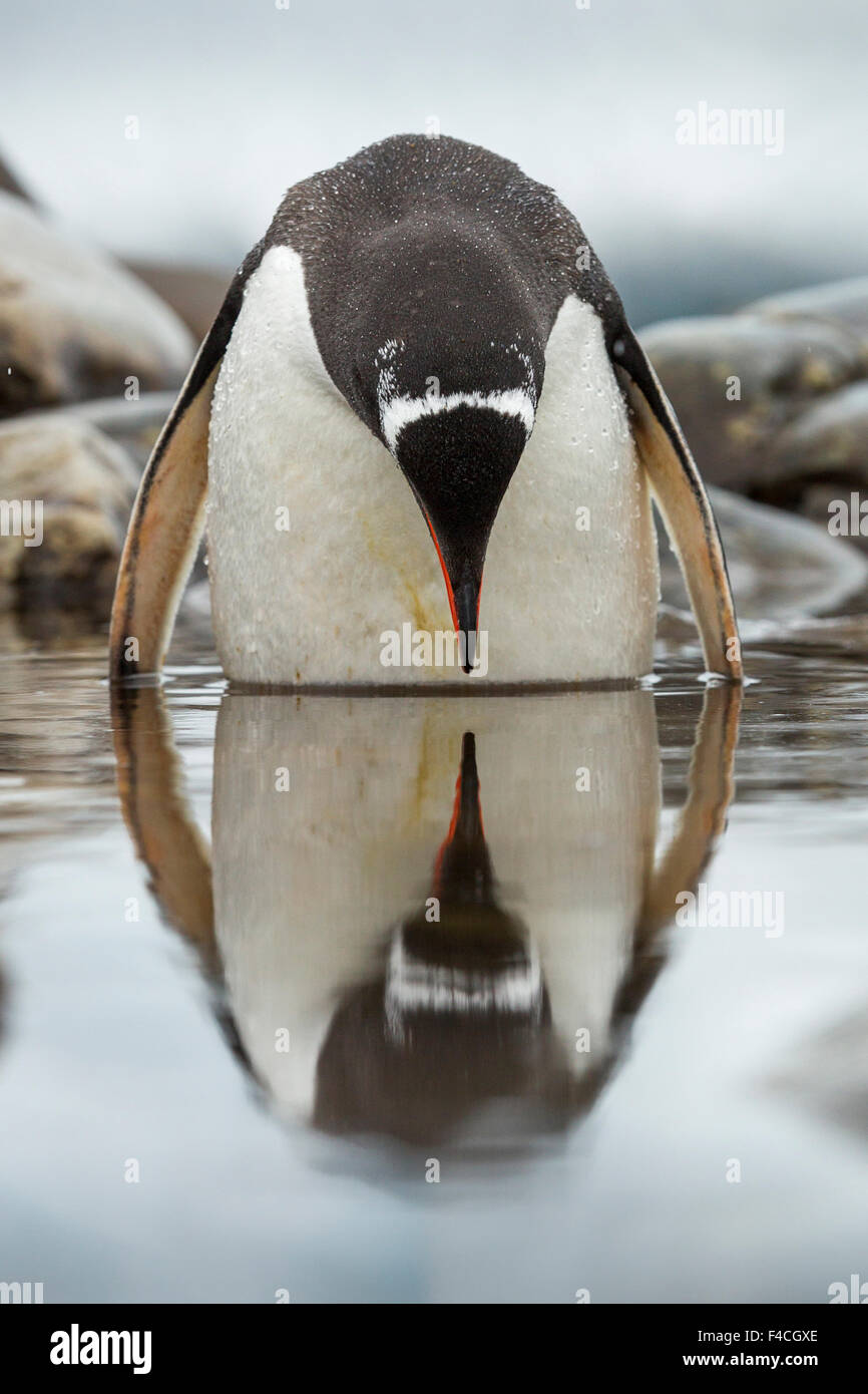 Antarctica, Cuverville Island, Gentoo Penguin (Pygoscelis papua ...