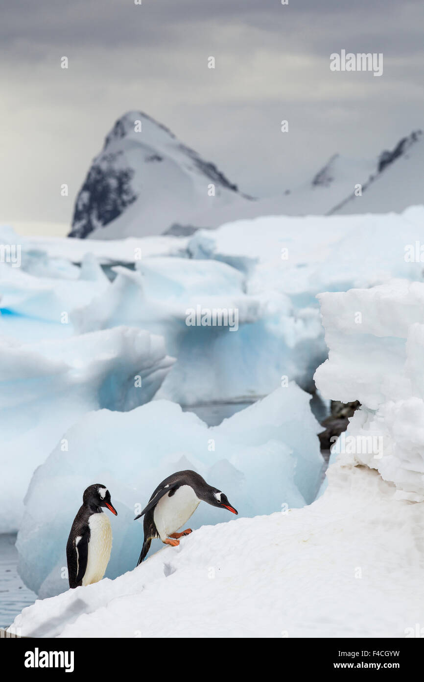 Antarctica, Cuverville Island, Gentoo Penguins (Pygoscelis papua ...