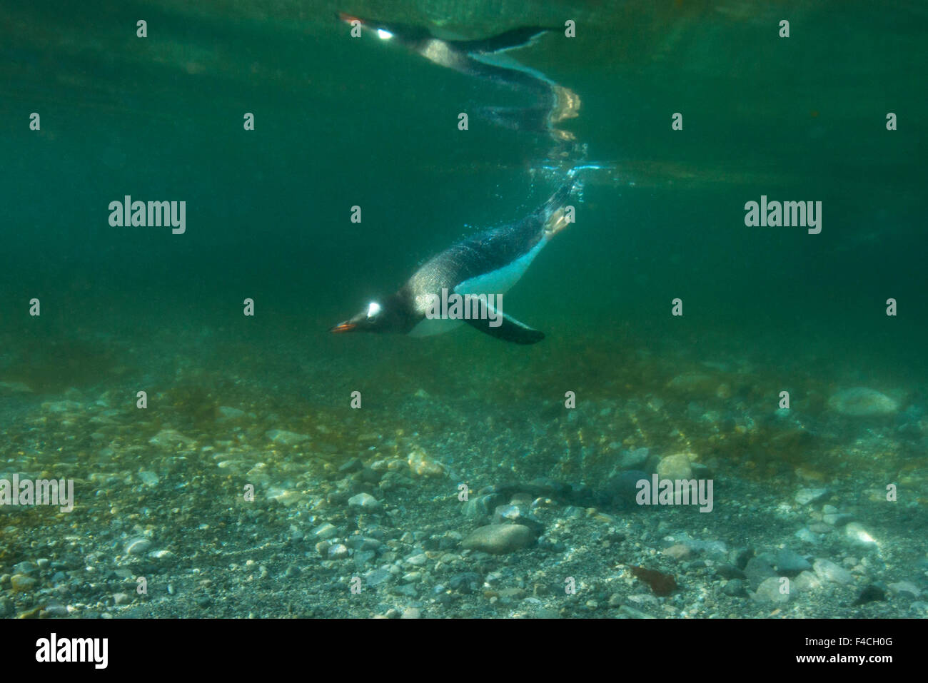 Antarctica, Cuverville Island, Underwater view of Gentoo Penguin ...