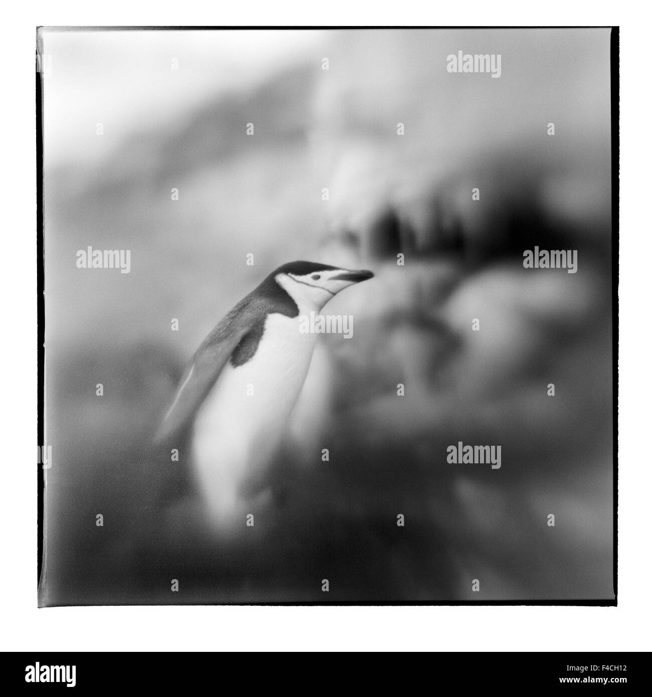 Animal on slope Black and White Stock Photos & Images - Alamy