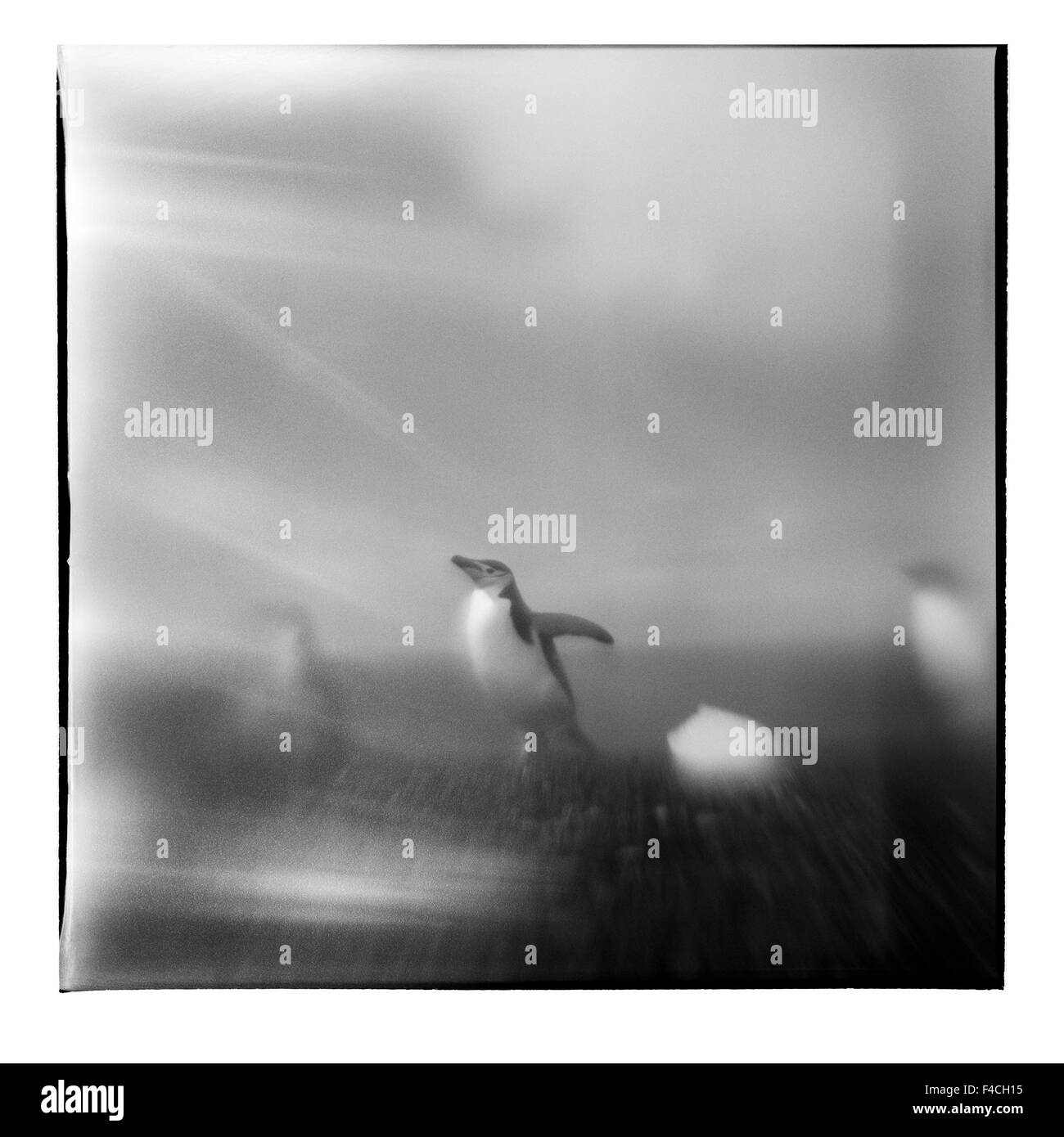 Antarctica, Deception Island, Blurred black and white image of ...