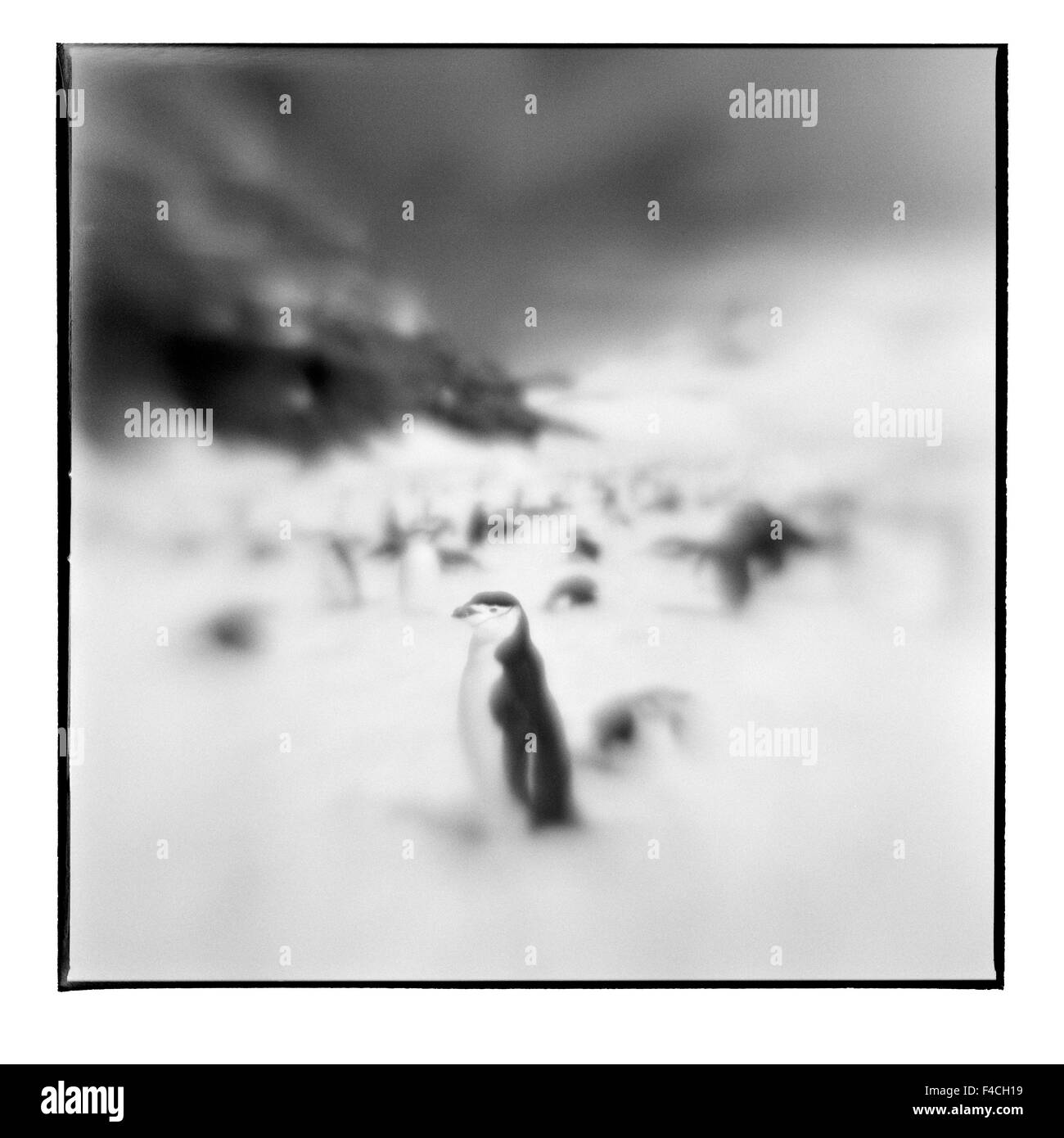 Antarctica, Deception Island, Blurred black and white image of ...