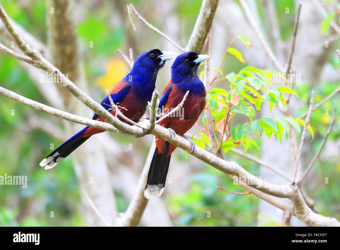 Lidth's Jay (Garrulus lidthi) in Amami Island, Japan Stock Photo - Alamy