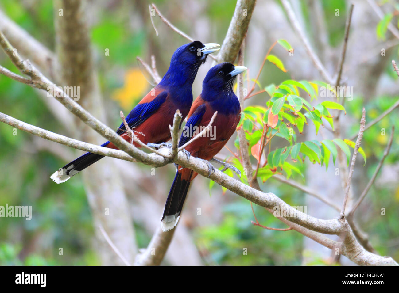 Lidth's Jay (Garrulus lidthi) in Amami Island, Japan Stock Photo - Alamy