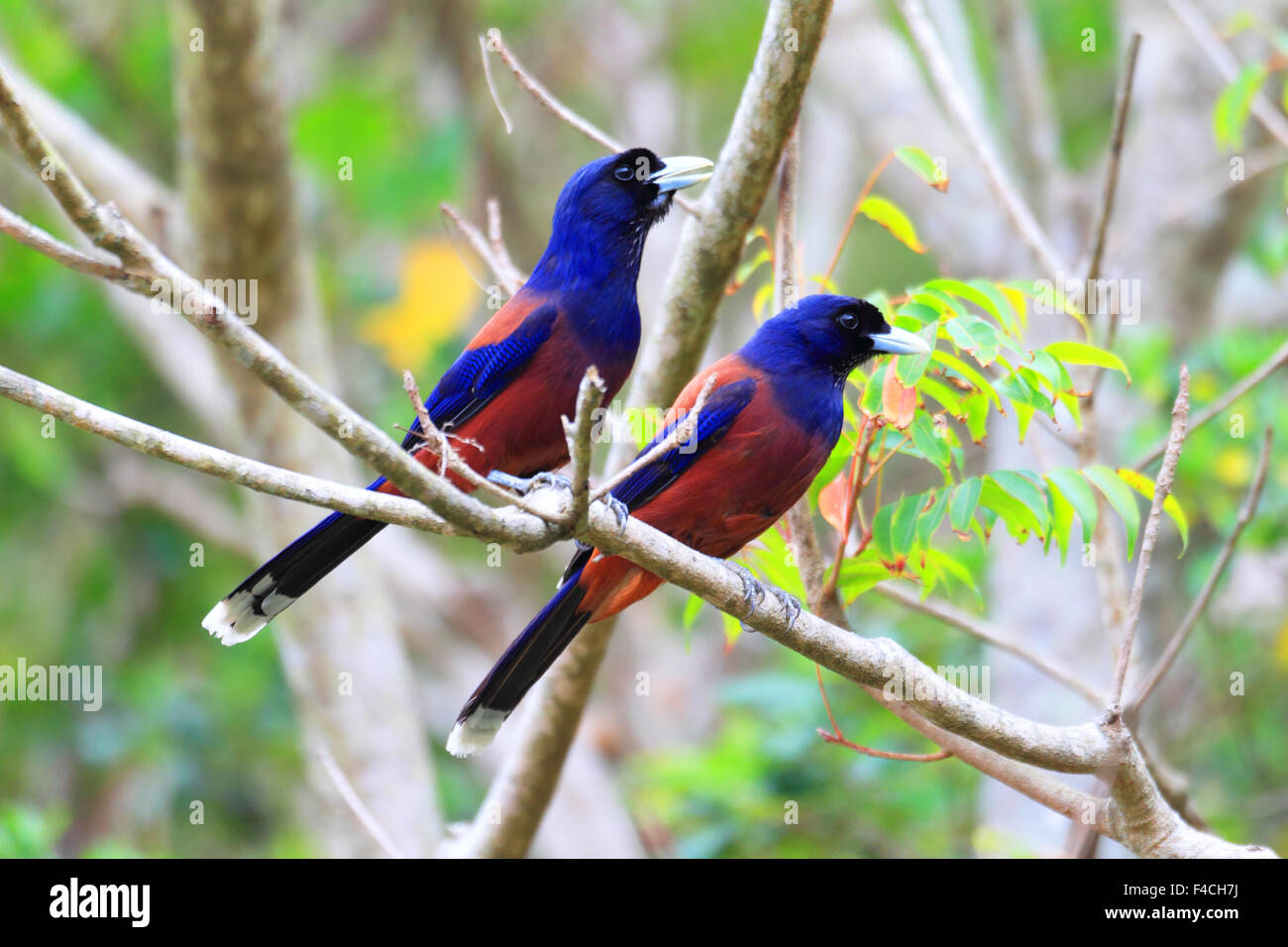 Lidth's Jay (Garrulus lidthi) in Amami Island, Japan Stock Photo - Alamy