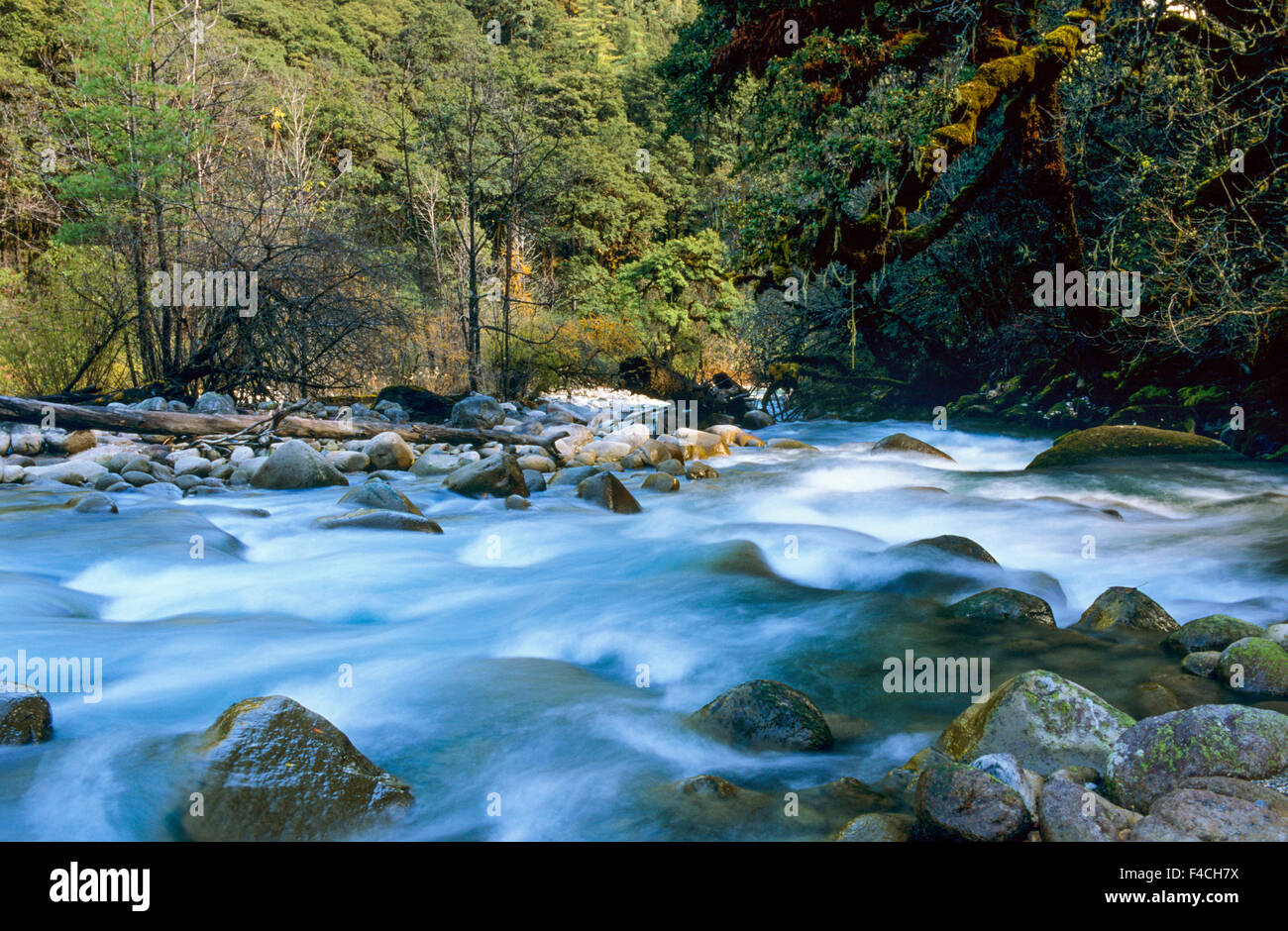 river and forest, Jigme Dorji National Park, Bhutan Stock Photo - Alamy