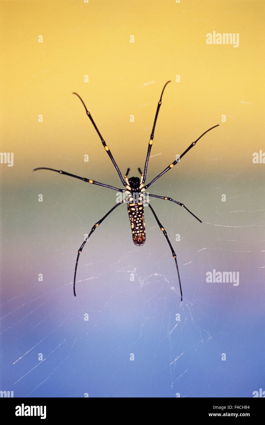 Myanmar, Close-Up view of Spider. (Large format sizes available Stock ...