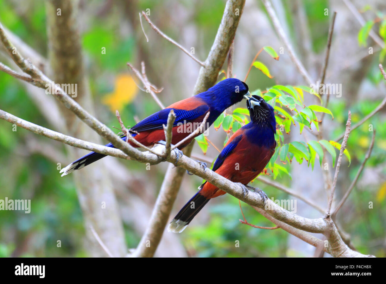 Lidth's Jay (Garrulus lidthi) in Amami Island, Japan Stock Photo - Alamy
