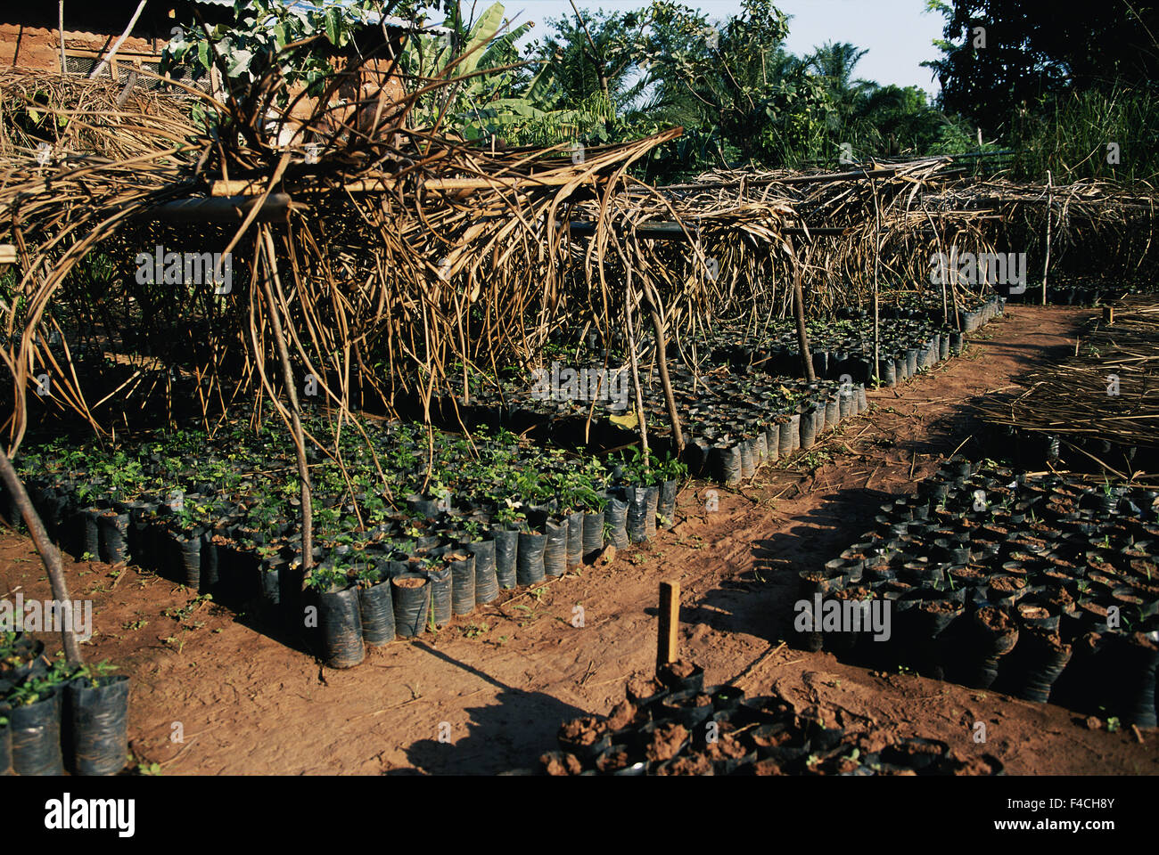 Tanzania, Village tree nursery for reforestation project. (Large format ...