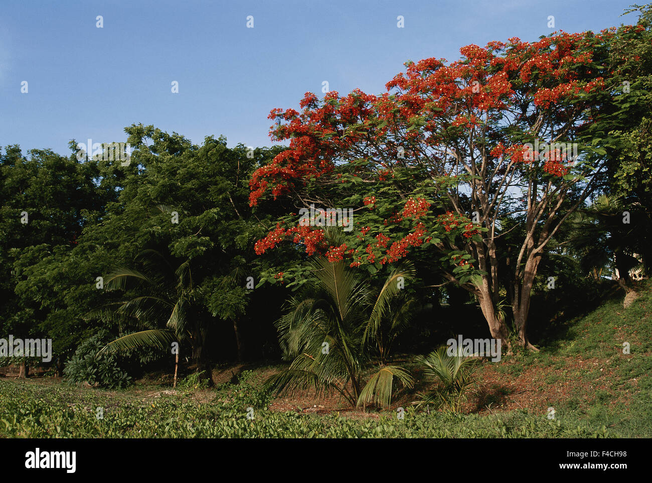 Tanzania, Zanzibar Island, Flame Trees. (Large format sizes available ...
