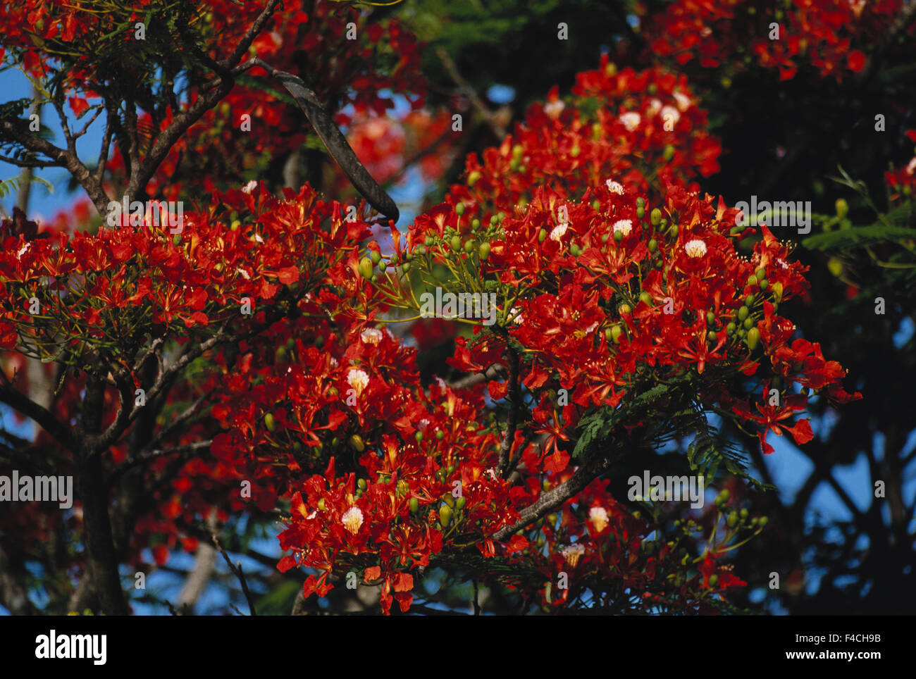 Tanzania, Zanzibar, Close-up of flame trees. (Large format sizes ...