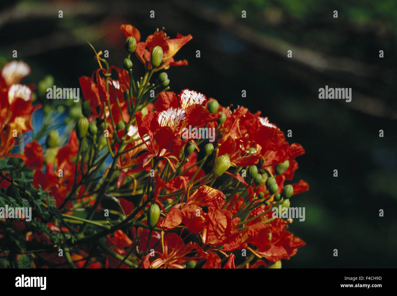 Tanzania, Zanzibar, Mbweni Ruins Resort, Close-up of Flame Trees ...