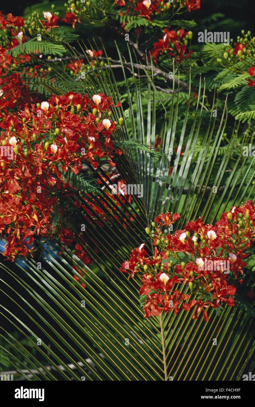 Tanzania, Zanzibar, Mbweni Ruins Resort, Flame Trees and flower. (Large ...