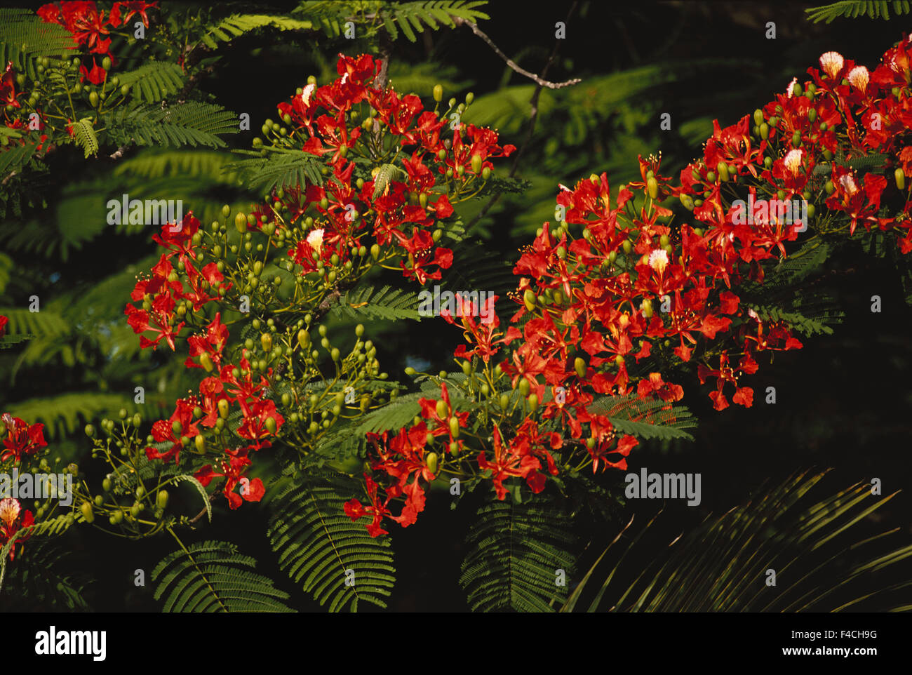 Tanzania, Zanzibar, Mbweni Ruins Resort, Flame Trees. (Large format ...
