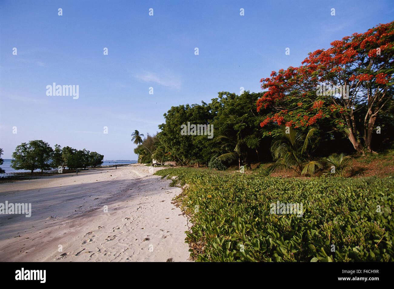 Tanzania, Zanzibar. Mbweni Ruins Resort and Flame Trees. (Large format ...