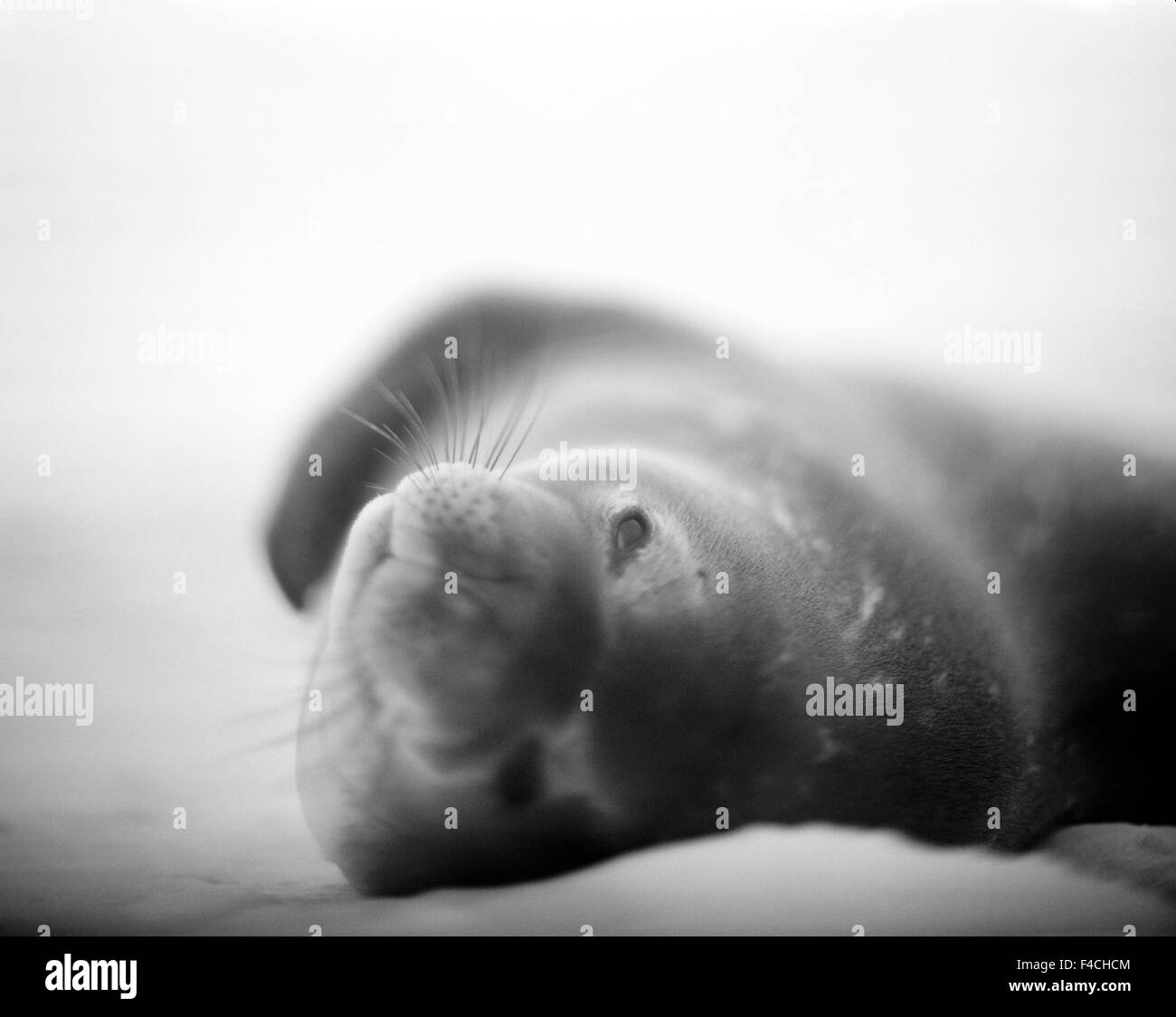 Antarctica blurred black white image hi-res stock photography and ...