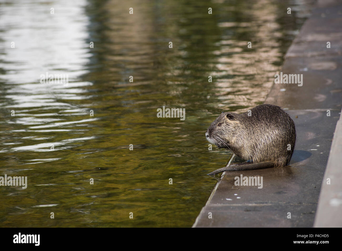Muskrat enjoying the sunshine nr Place de l'etoile, Strasbourg, Alsace ...