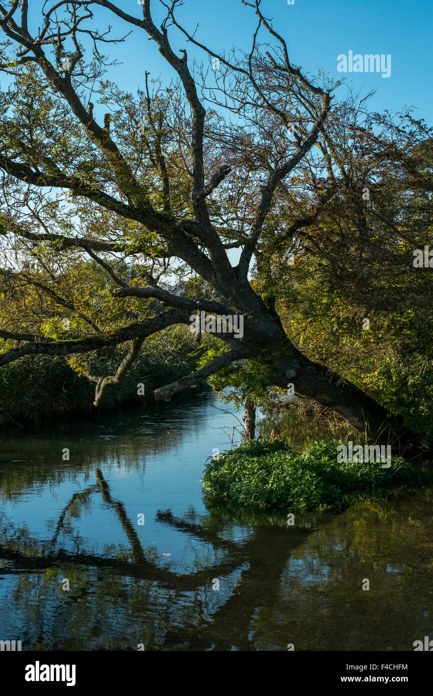 Fallen tree across a river Stock Photo - Alamy