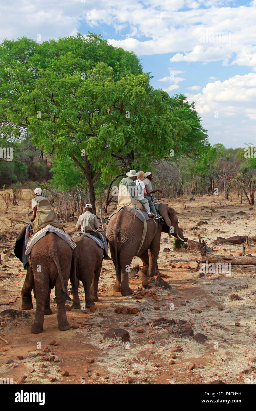Zimbabwe, Victoria Falls. African Elephant-back safari with Wild ...