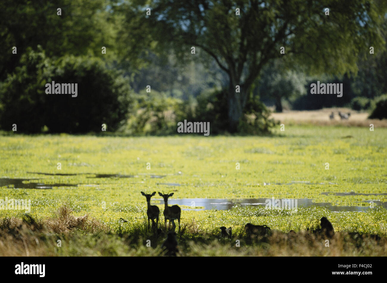Zimbabwe, Hwange National Park, Impala (Aepyceros Melampus) (Large ...