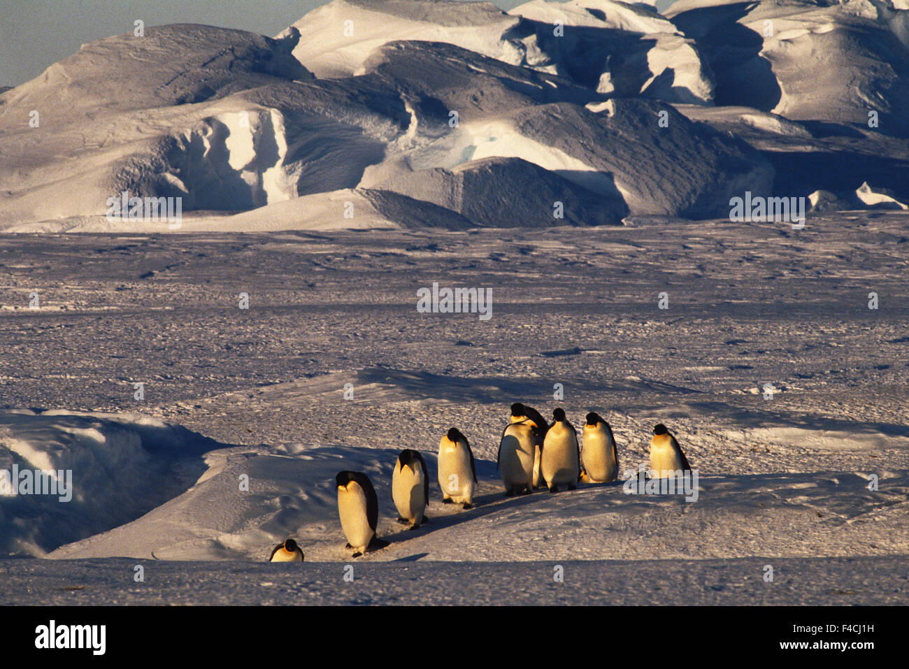 Antarctica, Emperor Penguins walking on landscape (Large format sizes ...