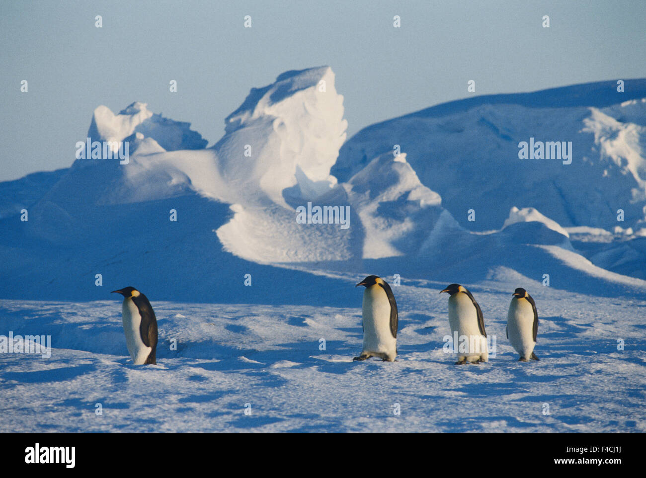 Arctic Landscape With Penguins